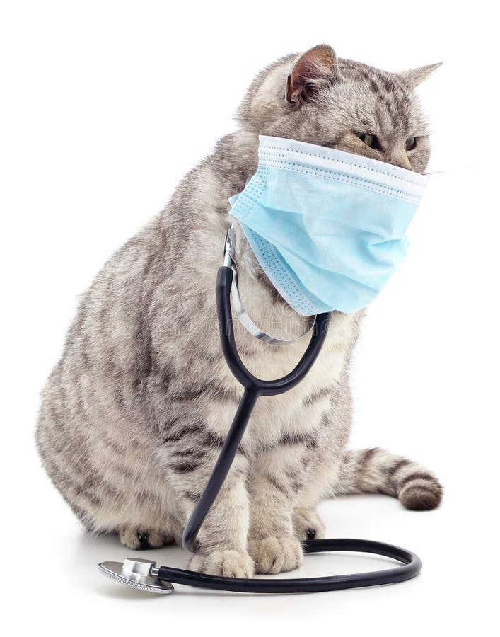 Cat in a Medical Mask and Phonendoscope Stock Photo - Image of isolated ...