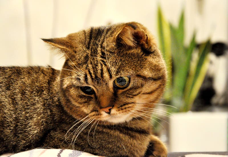 Cat in meditation stock photo. Image of brooding, striped - 83373734