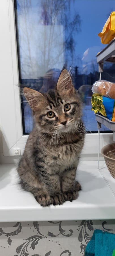 Cat Meikun Senya Stock Photos - Free & Royalty-Free Stock Photos from ...