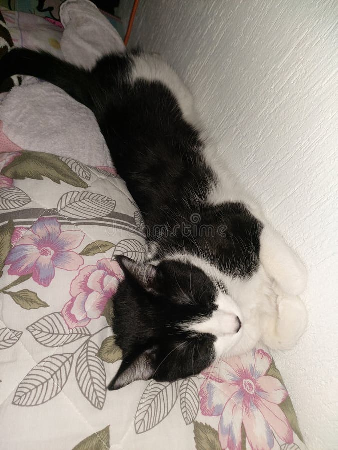 Cat meow stock photo. Image of meow, swet, cute - 275482056