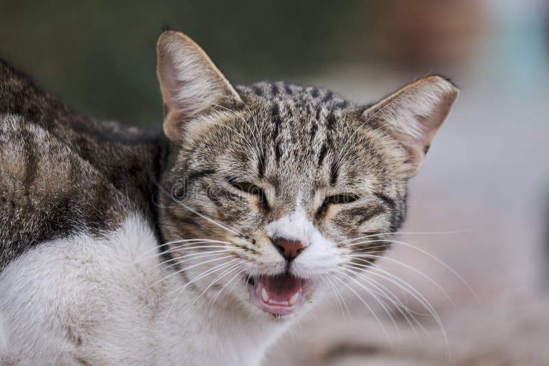 Cat meowing stock photo. Image of animal, kitty, looking - 240712676