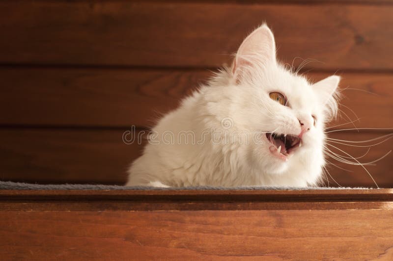 Cat meowing stock photo. Image of beautiful, adult, purebred - 33409318