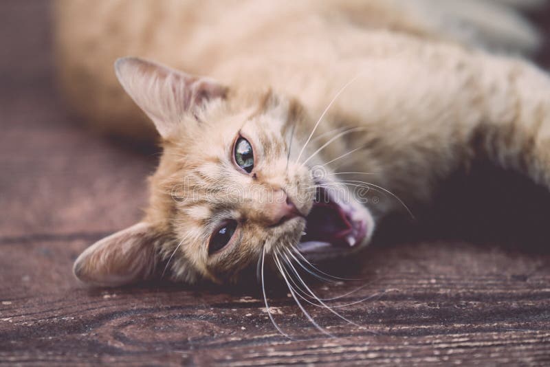 Cat Playing, Meowing, Catching. Stock Image - Image of meow, curious ...
