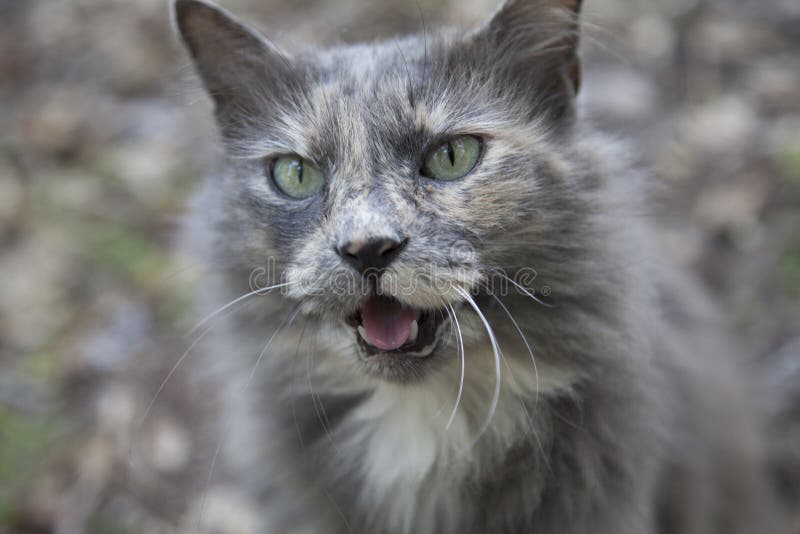 Cat Meowing stock photo. Image of beautiful, kitty, cute - 82597326