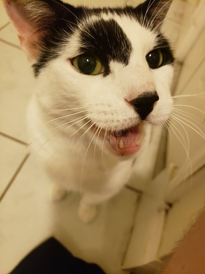 Cat Meowing stock photo. Image of meow, meowing, adorable - 130762584