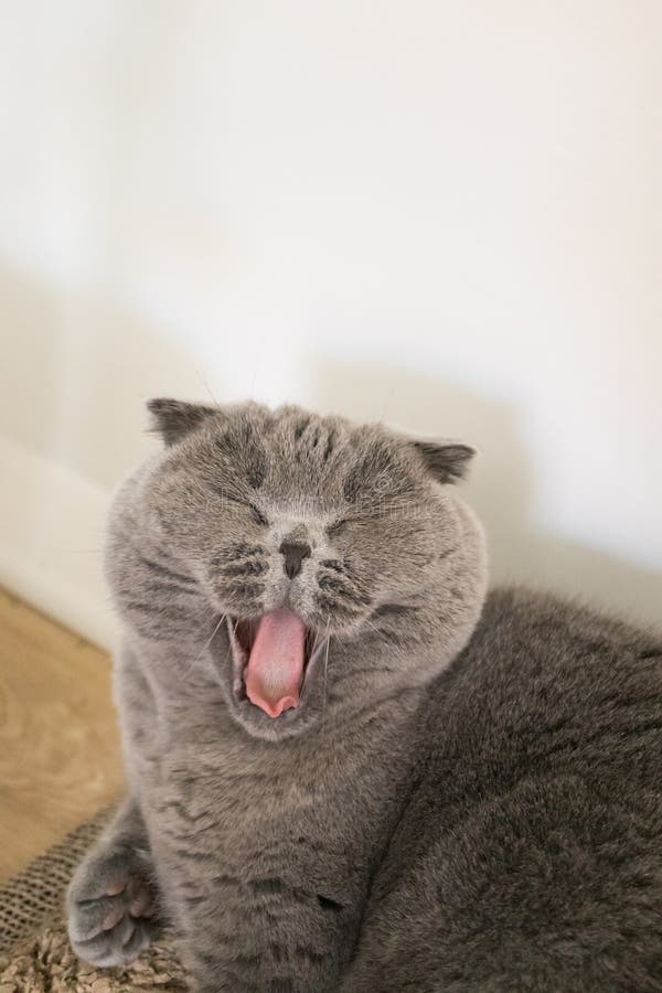 Cat Meowing. Scottish Fold Cat Minimalist Portrait Stock Photo - Image ...
