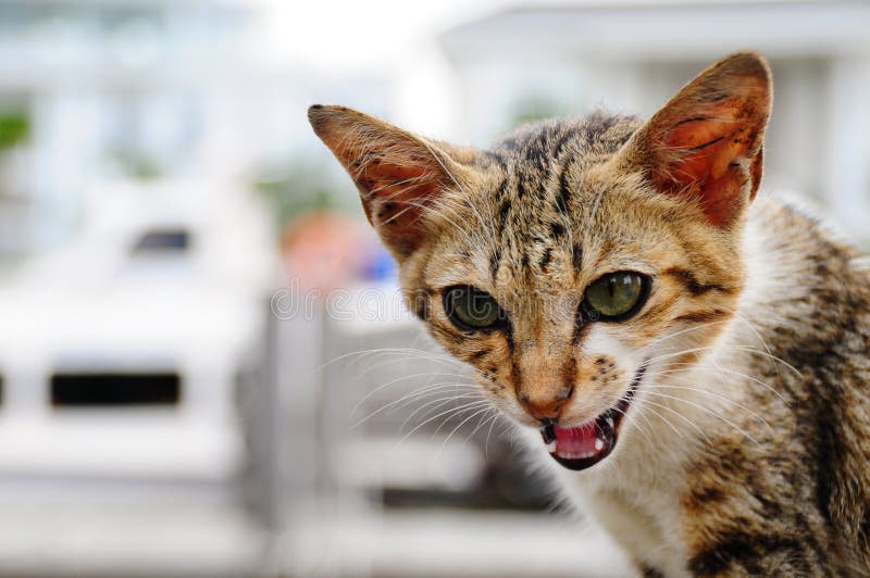 Cat Meowing stock photo. Image of wild, mammals, stray - 46720436