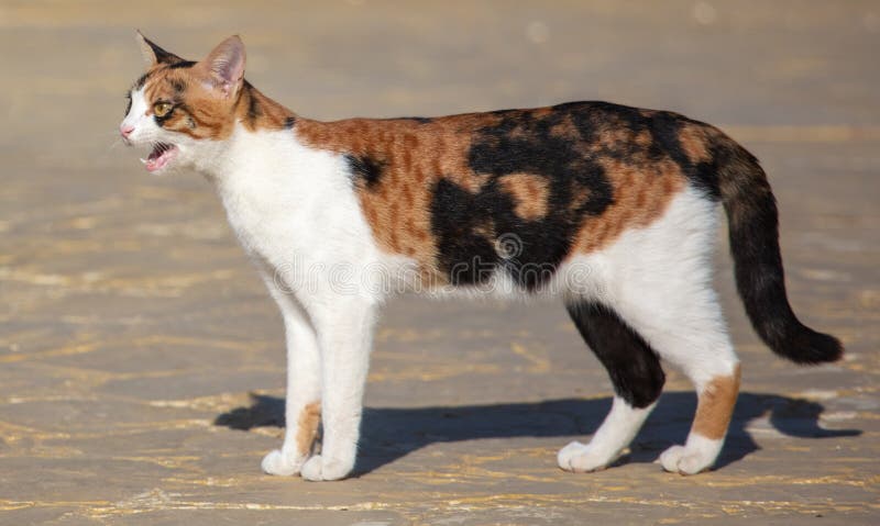 The cat meows in the park. stock photo. Image of animal - 270871316