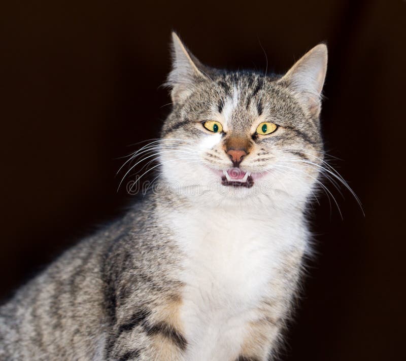 Cat Bared Teeth Stock Photos - Free & Royalty-Free Stock Photos from ...