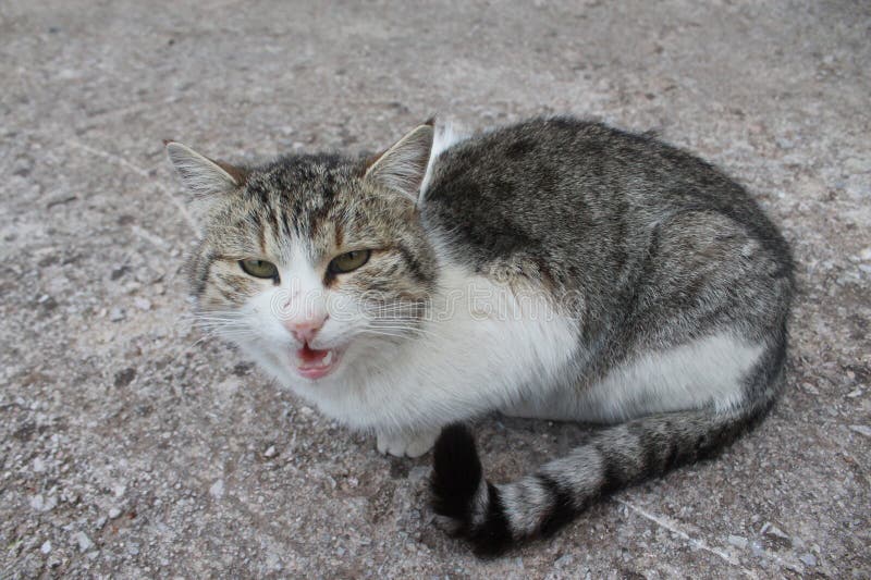 Cat Meows while Sitting on Concrete Stock Image - Image of concrete ...