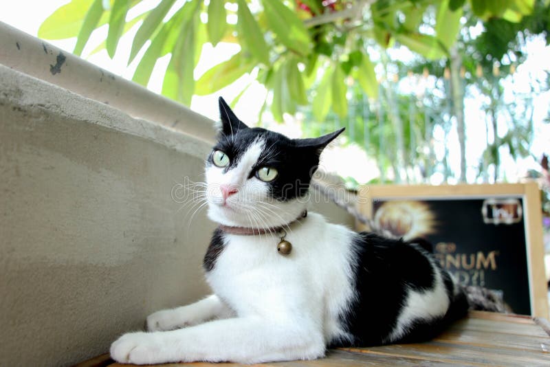 Cat Messenger stock image. Image of cute, restaurant - 83760277