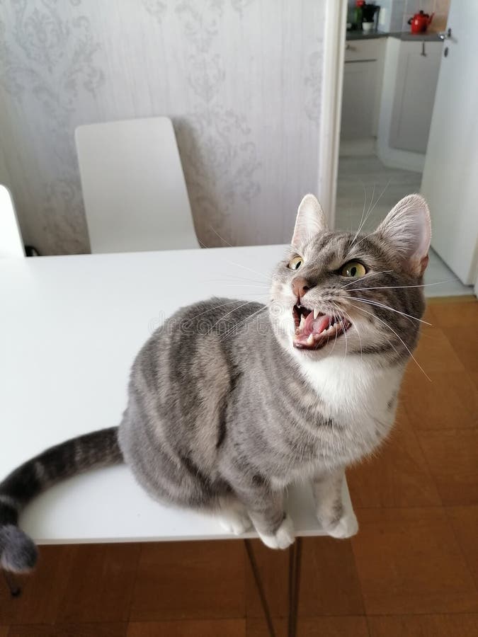 A cat mid scream stock image. Image of mammal, kitten - 220097499