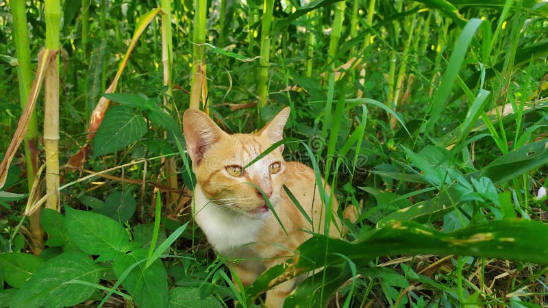 A Cat in the Middle of a Corn Garden Stock Photo - Image of flat ...