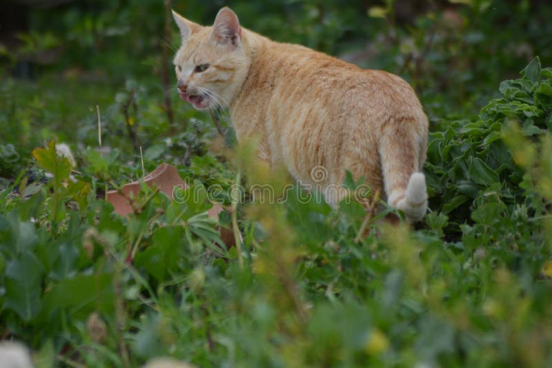 Cat stock photo. Image of middle, outside, green, color - 86098290