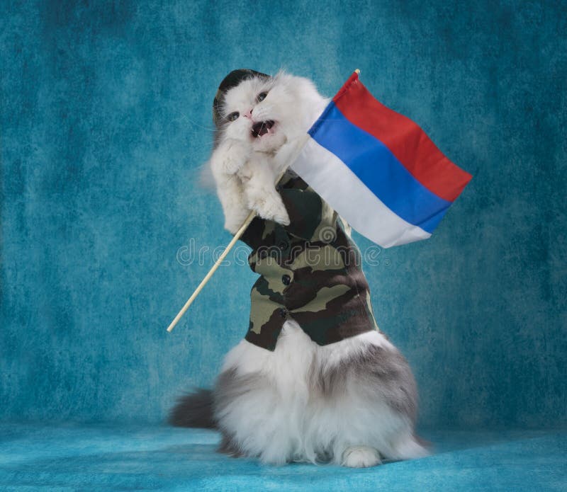 Cat in a Military Suit with a Russian Flag Stock Photo - Image of ...