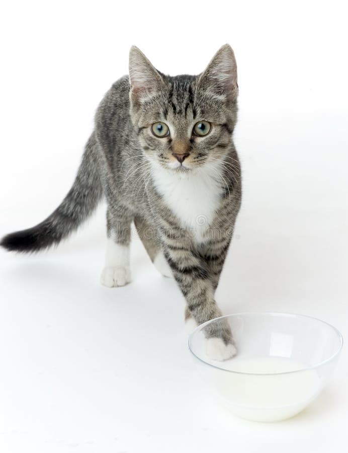 Cat with milk stock photo. Image of staring, concentrated - 1080078