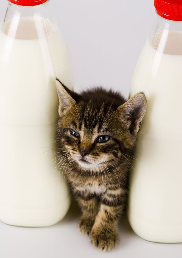 Cat & Milk stock photo. Image of little, mammalia - 2395630