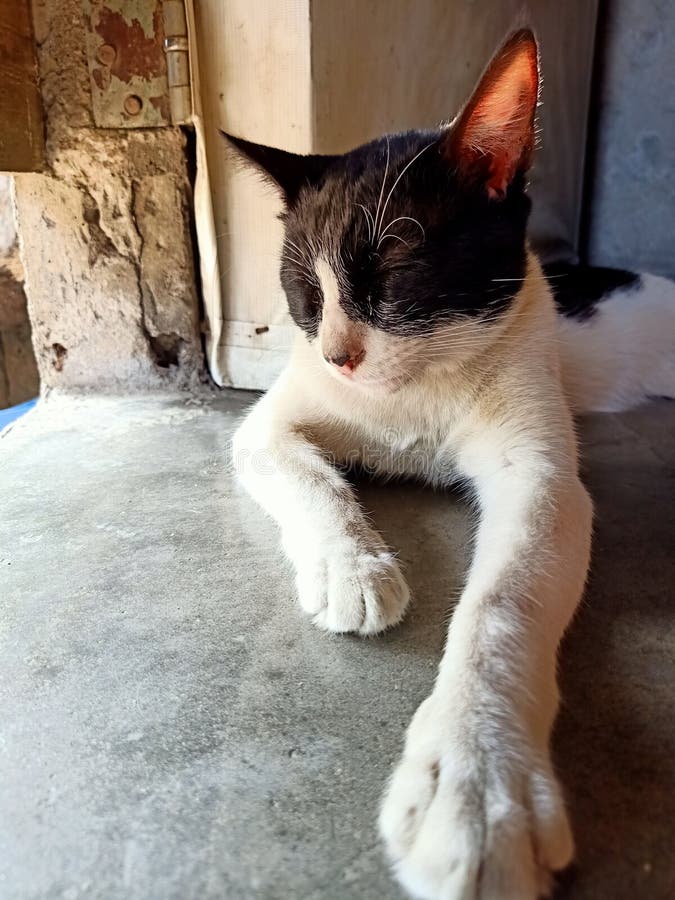 Cat of Mine stock image. Image of spot, smelly, lazy - 172628321