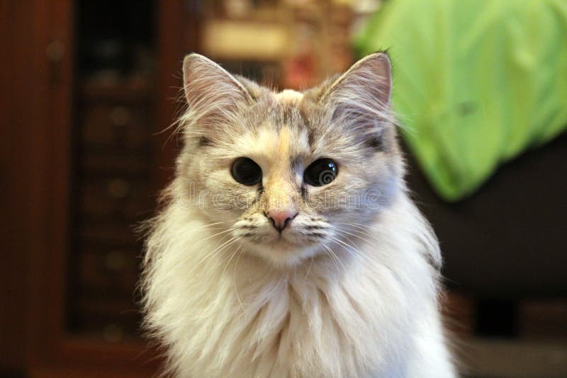 Cat mini lion stock image. Image of animal, kind, mini - 40635527