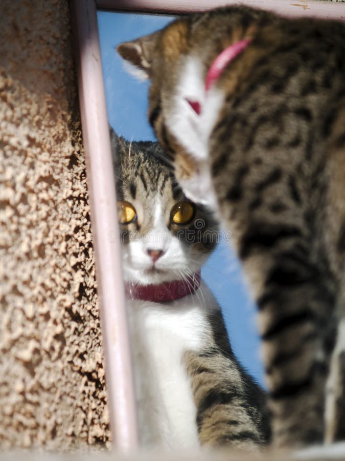 Cat through a mirror stock photo. Image of rugged, curious - 15890524