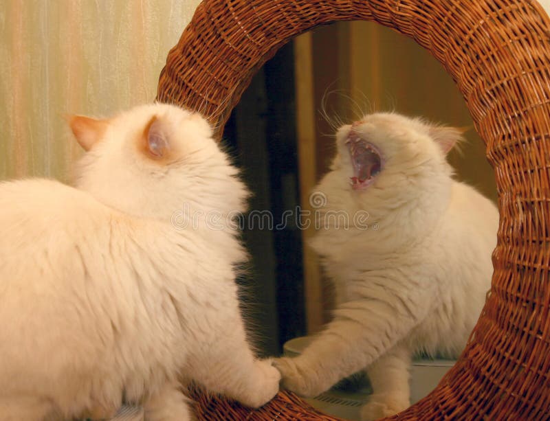Cat looks in mirror 3 stock image. Image of megalomania - 119783163