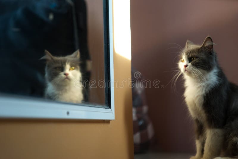 Cat Mirror stock image. Image of mouse, kitty, animal - 44520375