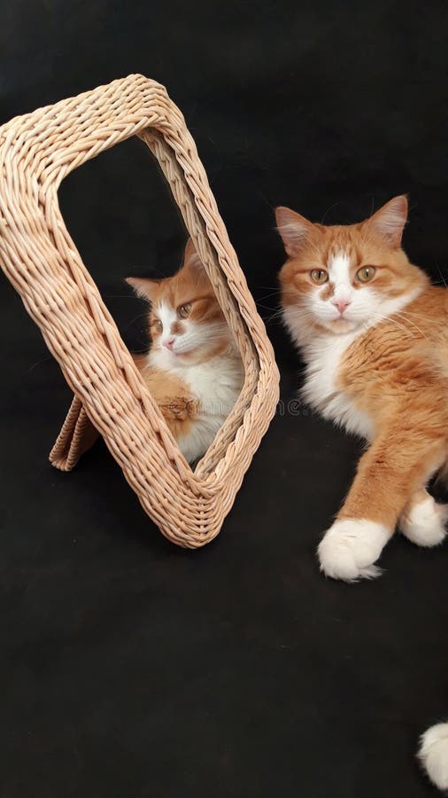 Cat and mirrow stock photo. Image of kitten, mirrow - 291270760