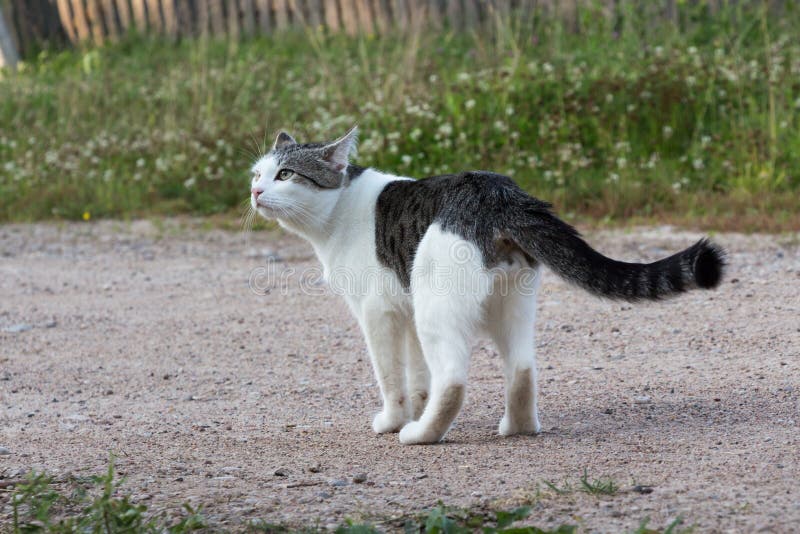 Cat Misha stock image. Image of animal, orange, eyes - 66626541