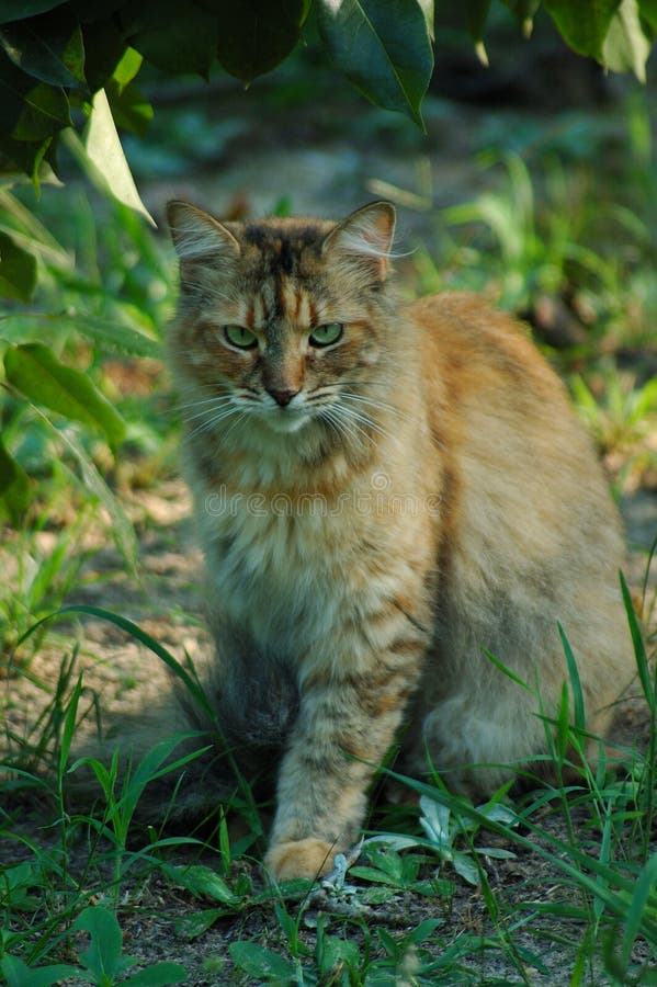 Cat On A Mission Picture. Image: 999637