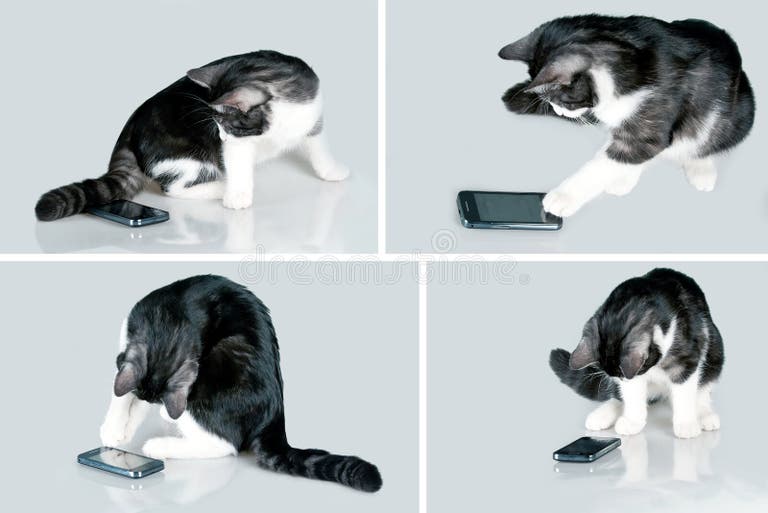 358 Cat Using Call Stock Photos - Free & Royalty-Free Stock Photos from ...