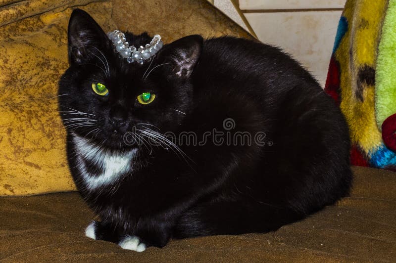 Cat Model for Posing for Glossy Magazines Stock Photo - Image of white ...