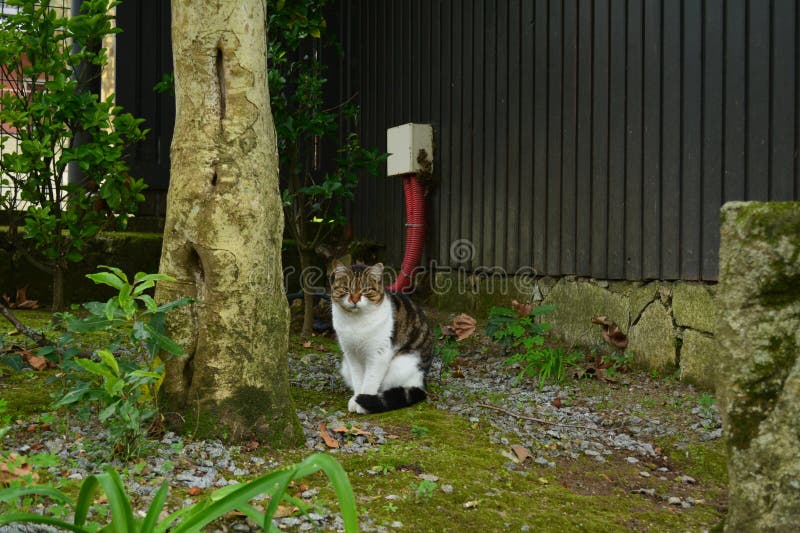 Cat model stock image. Image of woodland, minimalist - 311815209