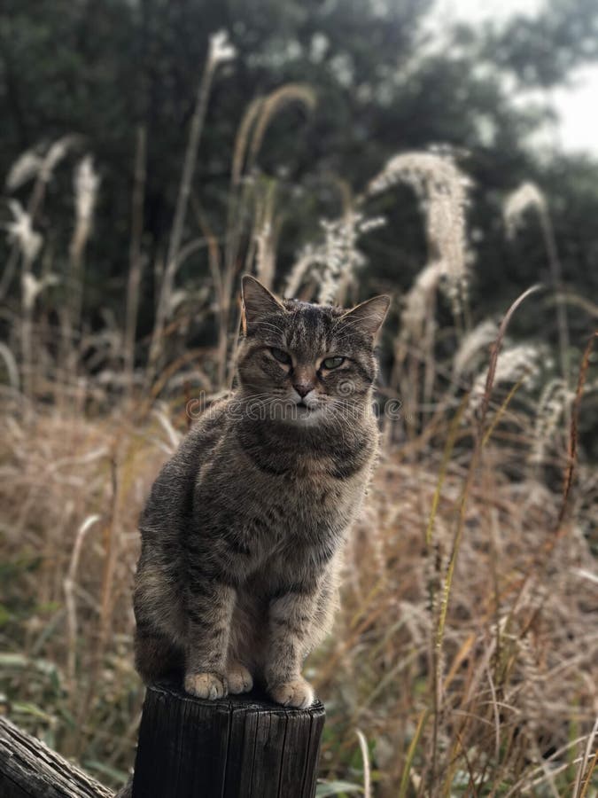 Cat Compass Stock Photos - Free & Royalty-Free Stock Photos from Dreamstime