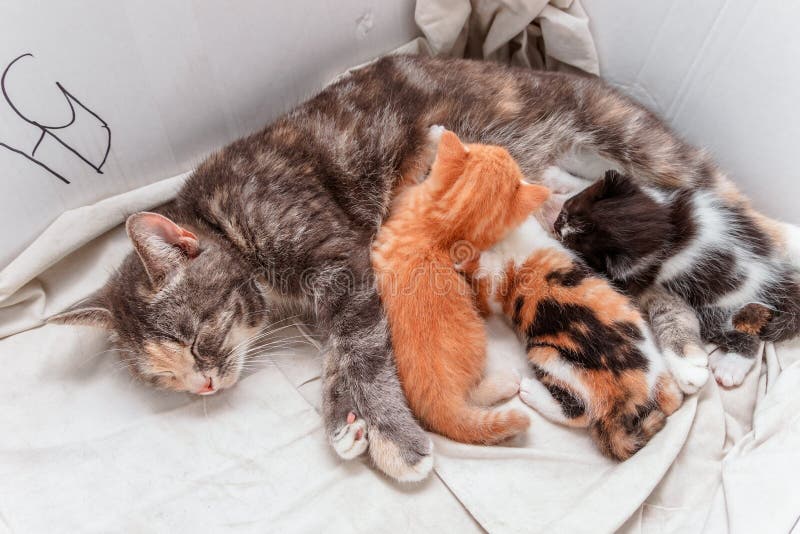 Cat Mom Feeds Her Babies in Cardboard Box Stock Image - Image of milk ...
