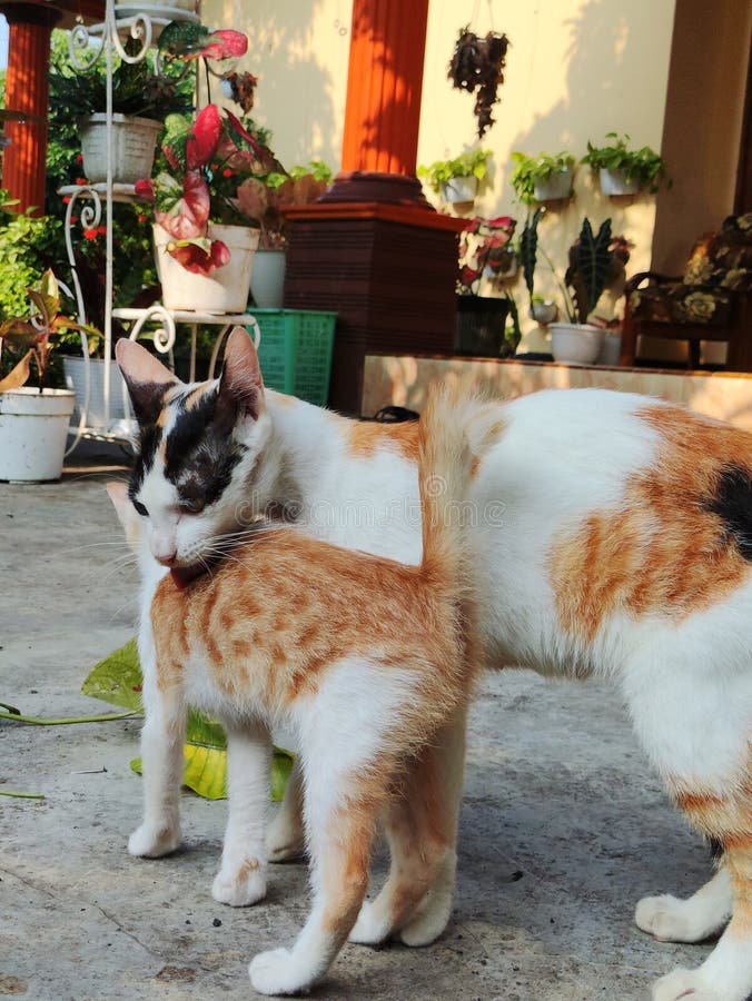 Cat Mom and Kitty Loving Each Others Stock Photo - Image of carnivore ...