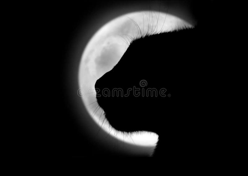 Cat and moon stock photo. Image of midnight, mammals, pets - 4315846