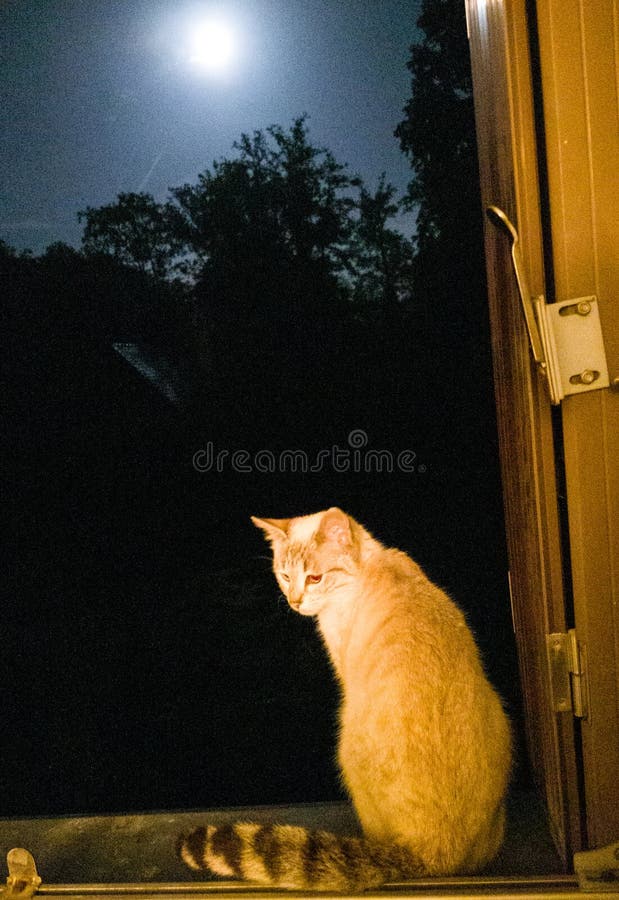 Cat and moon light stock image. Image of nose, yellow - 193292745