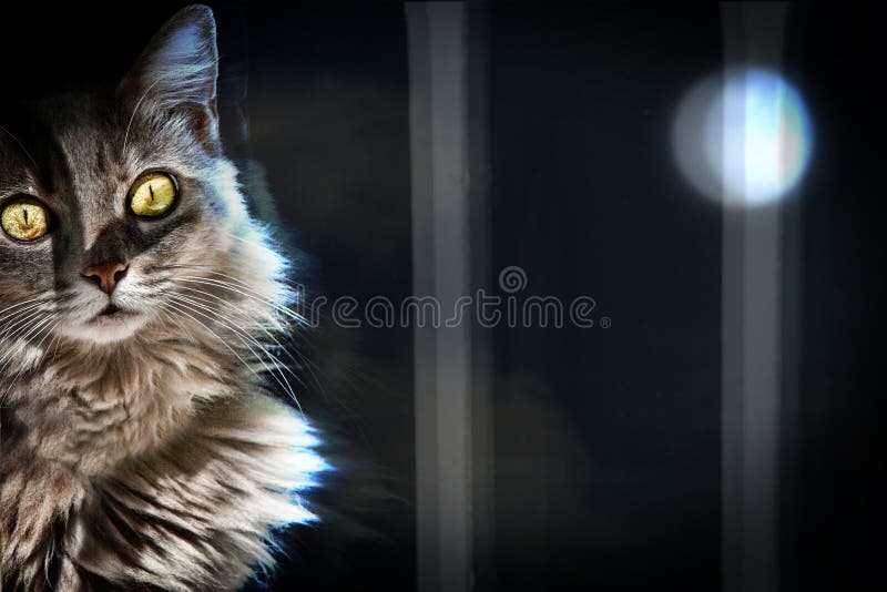 Cat in moonlight stock photo. Image of kitten, moon, dark - 28702326