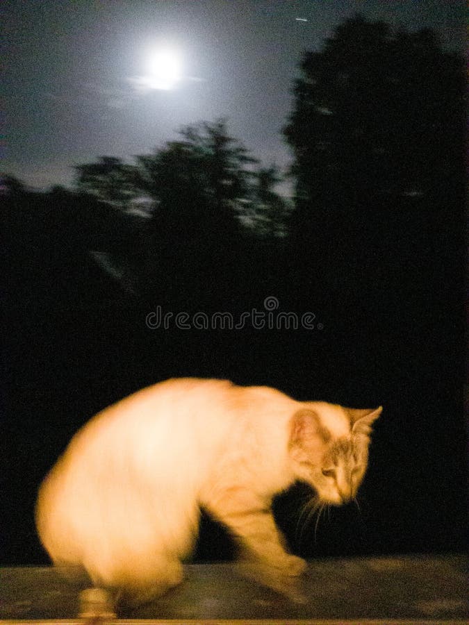 381 Moonlight Cat Stock Photos - Free & Royalty-Free Stock Photos from ...