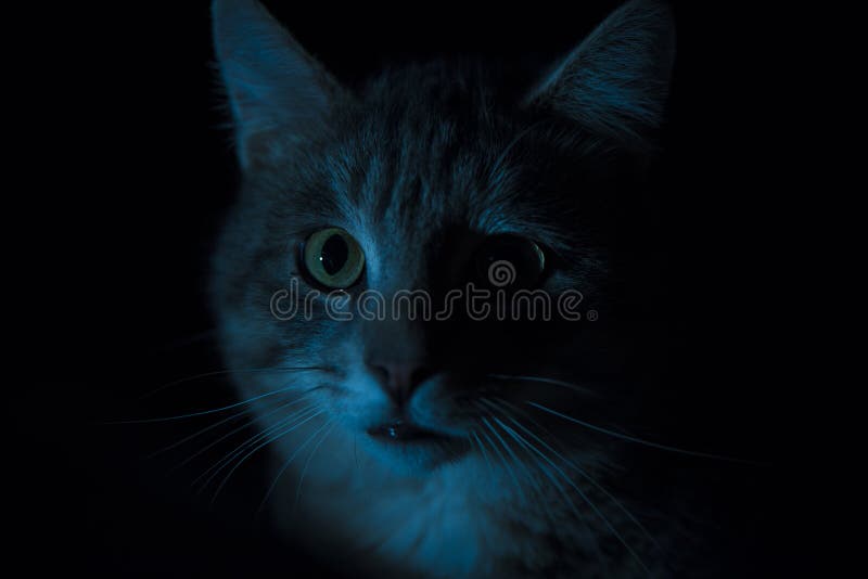 Cat in Moonlight stock image. Image of pets, domestic - 105619247