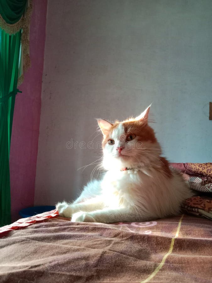 Cat in the morning stock image. Image of morning, nose - 262753883