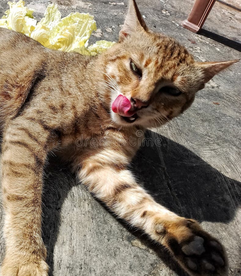 Cat in the morning stock image. Image of outdoors, mamals - 278041197