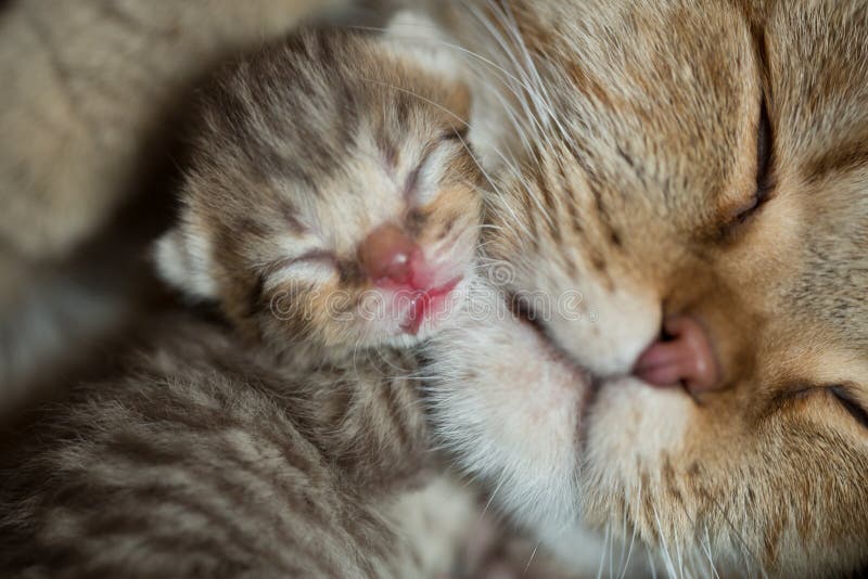 Mother cat hugging kitten stock photo. Image of baby - 35665616