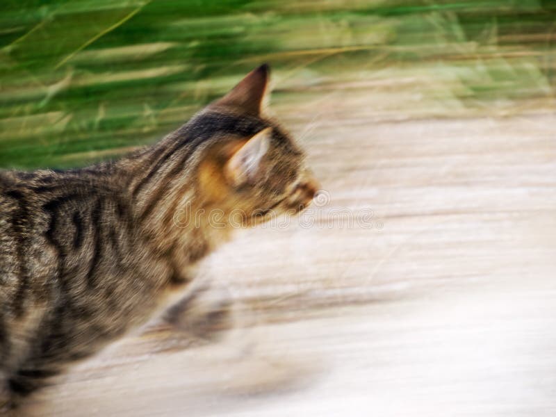 Cat motion stock photo. Image of motion, hunting, animal - 7120232