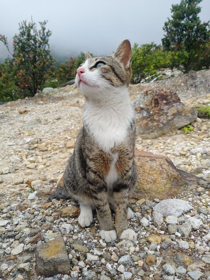 Cat on the mountain stock image. Image of bird, grass - 227042077