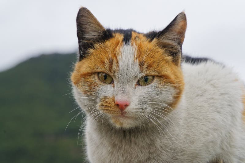 Cat in mountains stock photo. Image of animals, animal - 109344758