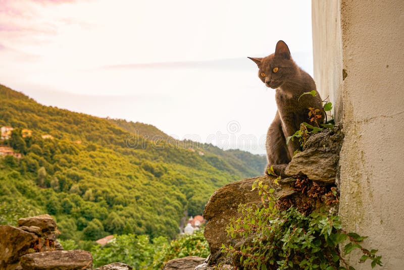 A cat in the mountains stock photo. Image of adventure - 227759940