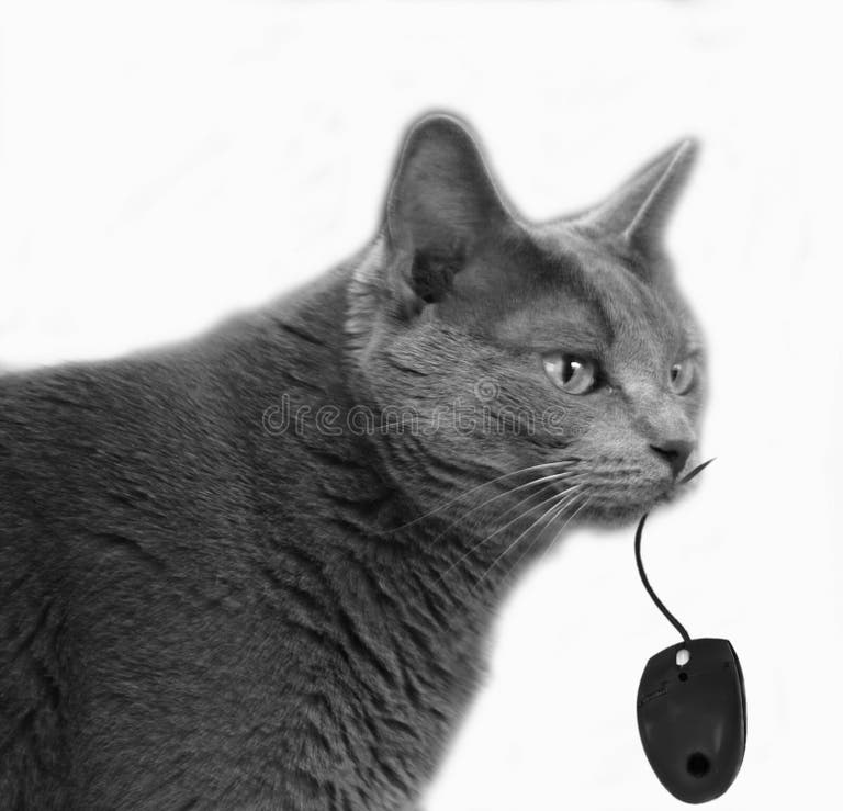 190 Mouse Black Cat Computer Stock Photos - Free & Royalty-Free Stock ...