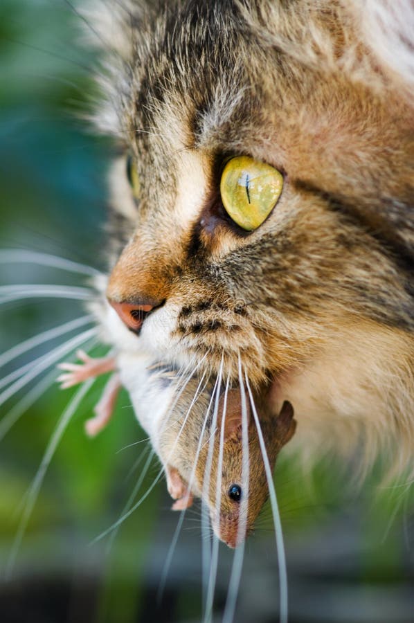 Pouncing on mouse stock image. Image of cats, roux, domestic - 36507601