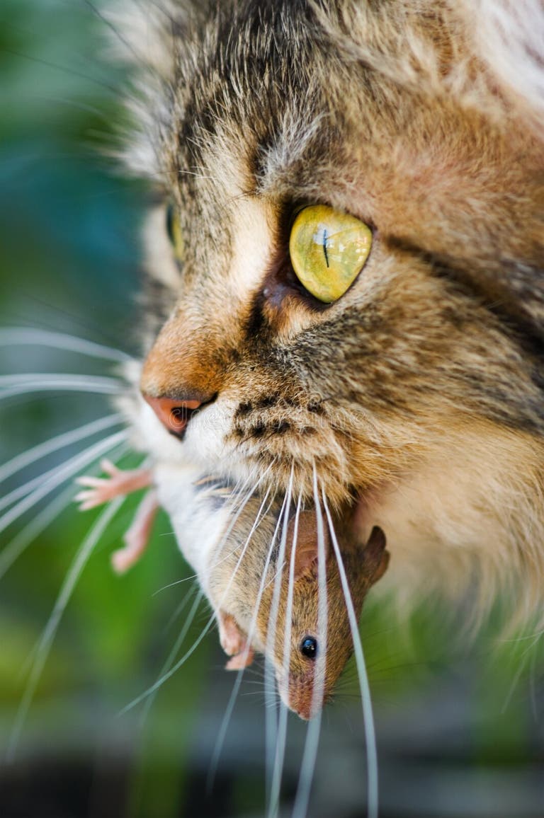 841 Cat Pouncing Stock Photos - Free & Royalty-Free Stock Photos from ...